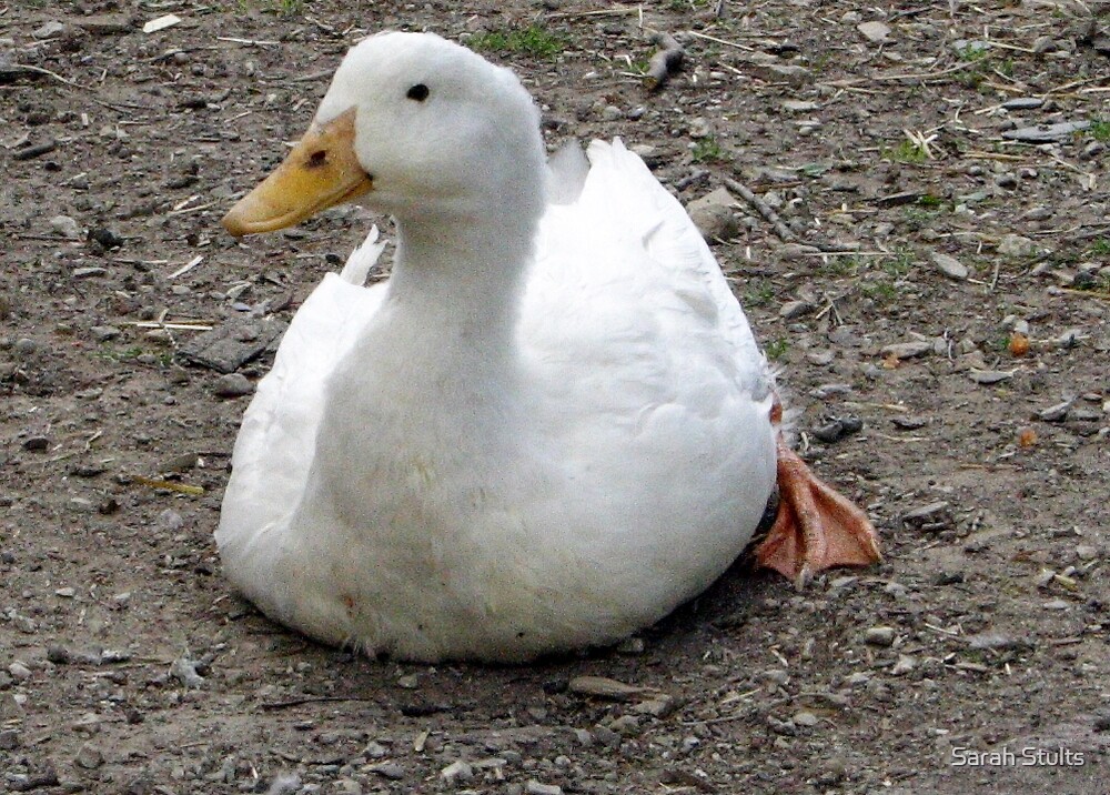 "DUCKY LUCKY" by Sarah Stults | Redbubble