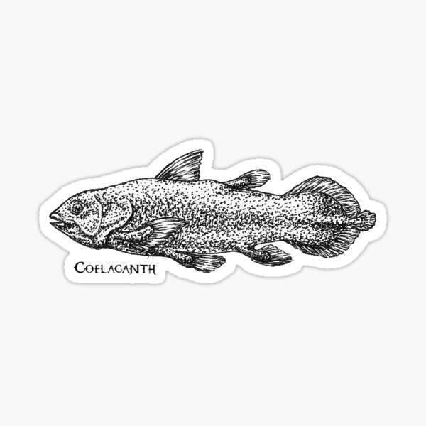 "Coelacanth" Sticker for Sale by Scuba-Div3r | Redbubble