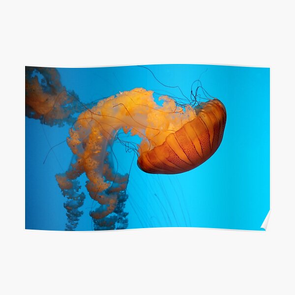 "Jelly Jelly" Poster for Sale by jhuxster | Redbubble