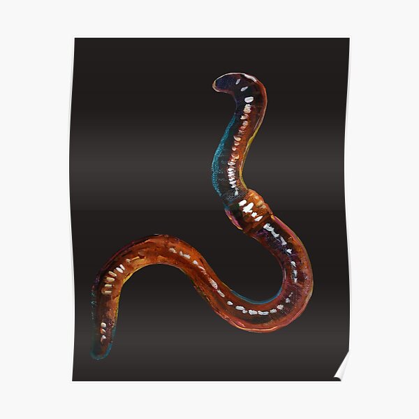 "Creepy Cute Earthworm Sticker" Poster for Sale by RobertPhelpsArt ...