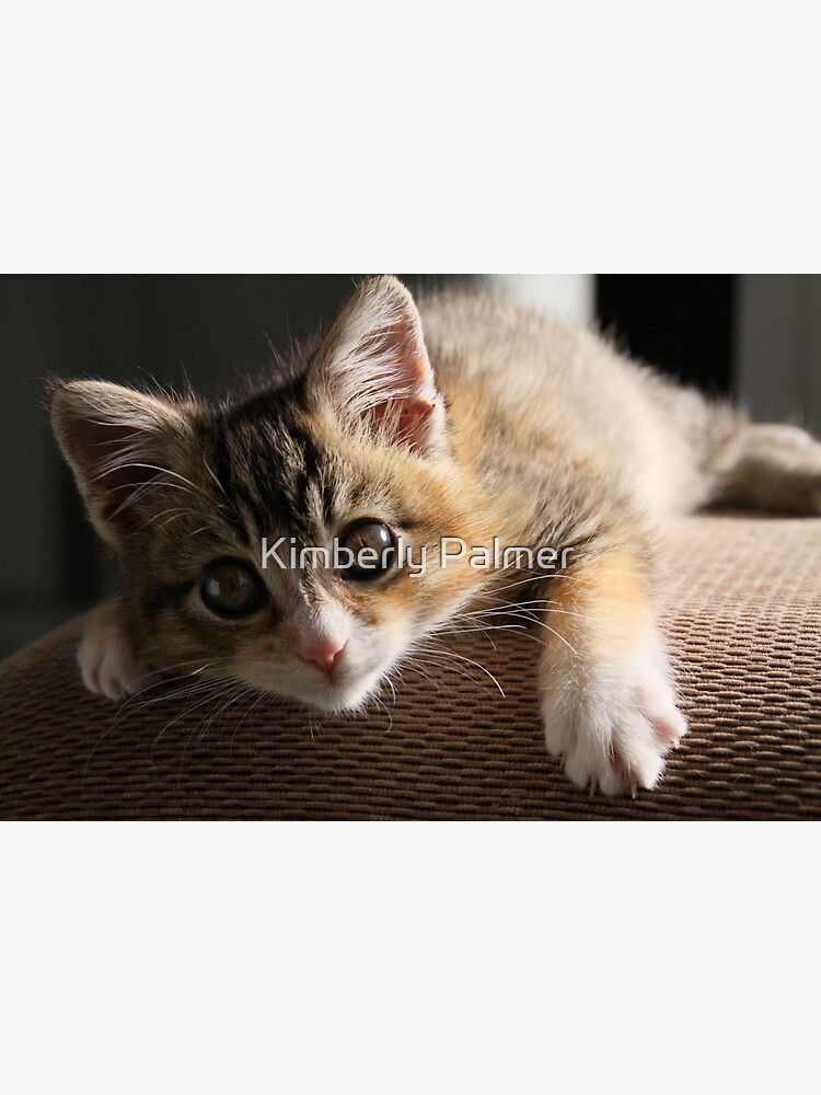 "Oooooh, that face" Poster for Sale by wildshots | Redbubble