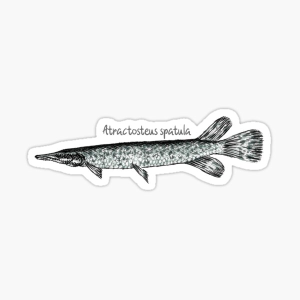 "Alligator Gar" Sticker for Sale by Scuba-Div3r | Redbubble