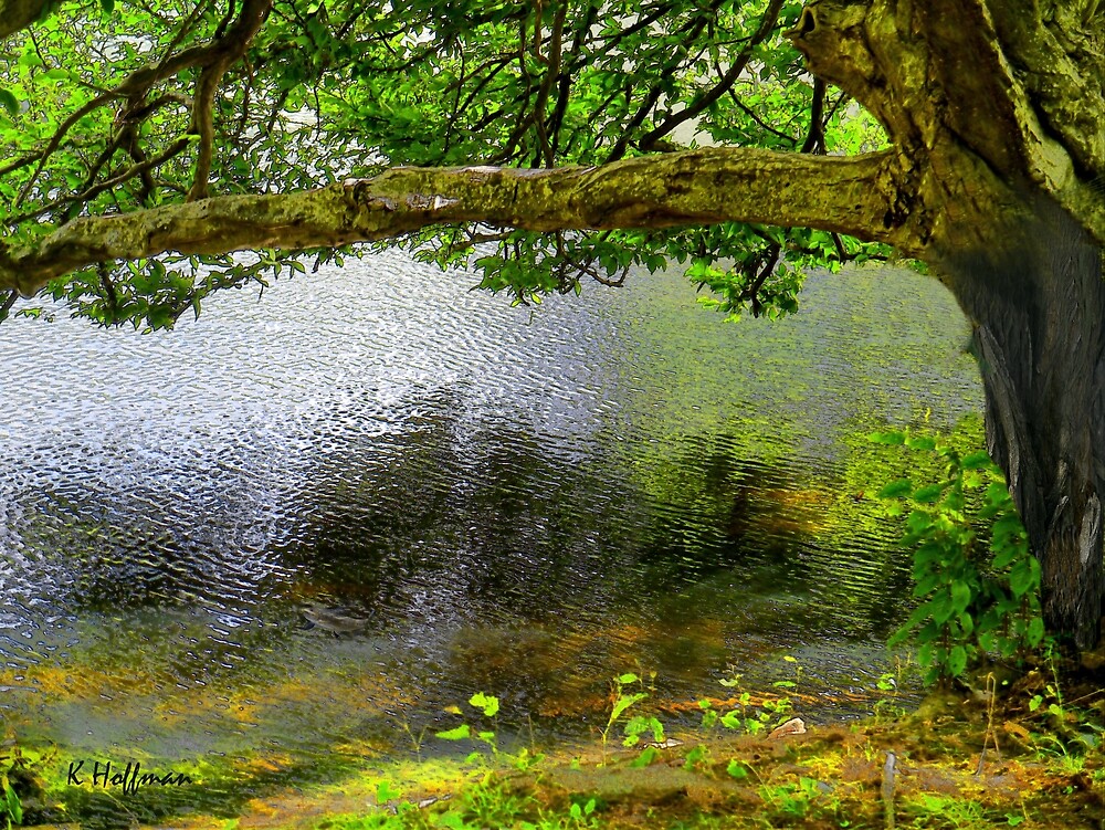 "Cove Under a Tree" by Kenneth Hoffman | Redbubble