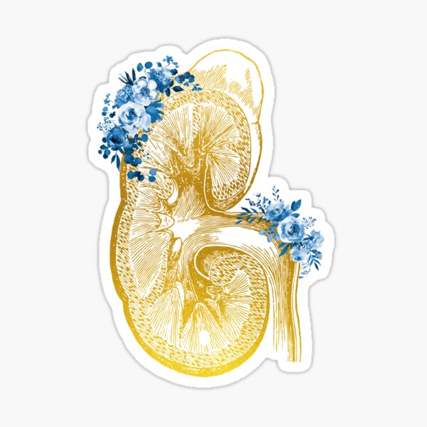 "Kidney section " Sticker for Sale by erzebetth | Redbubble