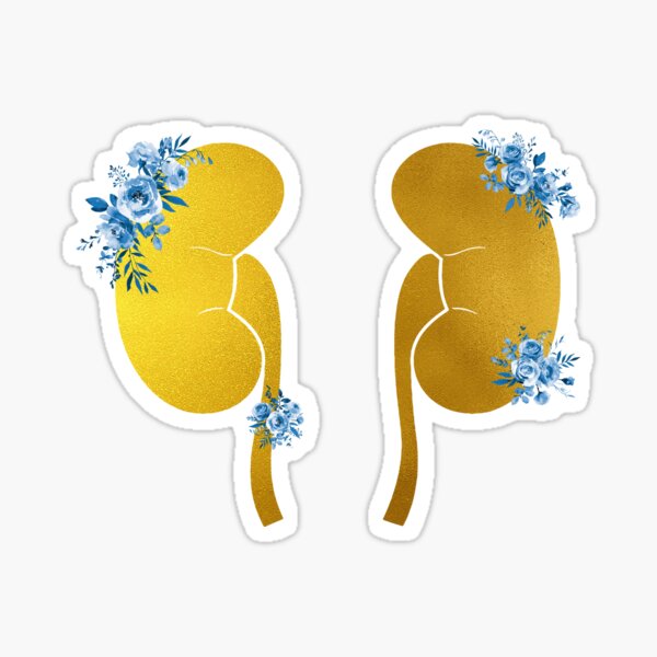 "The Kidneys anatomy" Sticker for Sale by erzebetth | Redbubble