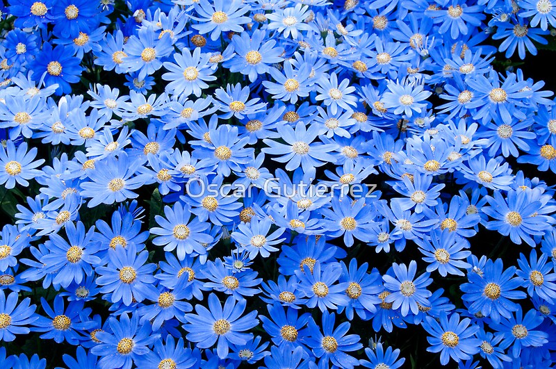 "Blue Daisies" by Oscar Gutierrez | Redbubble