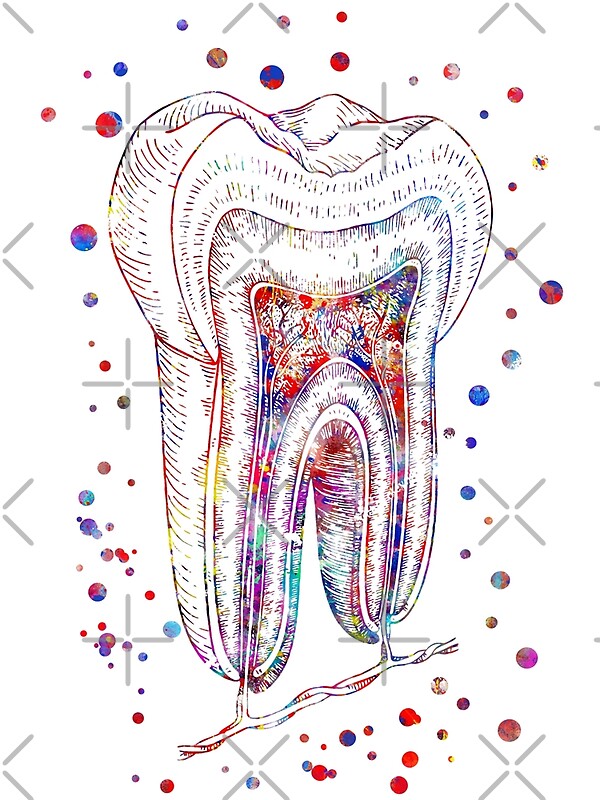 "Tooth, dental print, human tooth structure" by Rosaliartbook | Redbubble