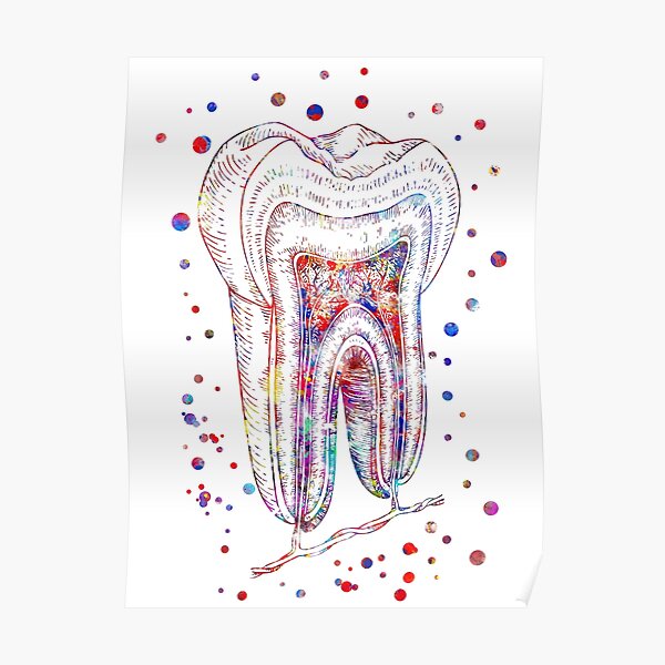 "Tooth, dental print, human tooth structure" Poster for Sale by ...