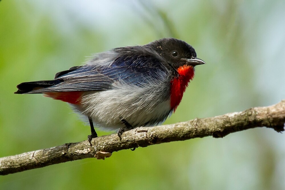 "Colourful Mistletoe Bird" by Paul Burdett | Redbubble