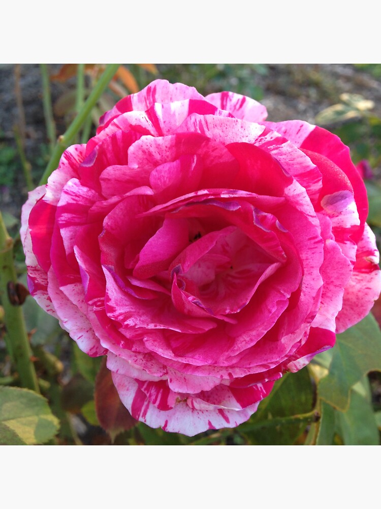 "Variegated Pink Rose" Sticker for Sale by RiverRockArts | Redbubble