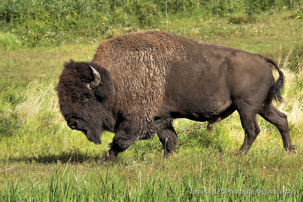 "Big Bull Bison" by James Anderson | Redbubble