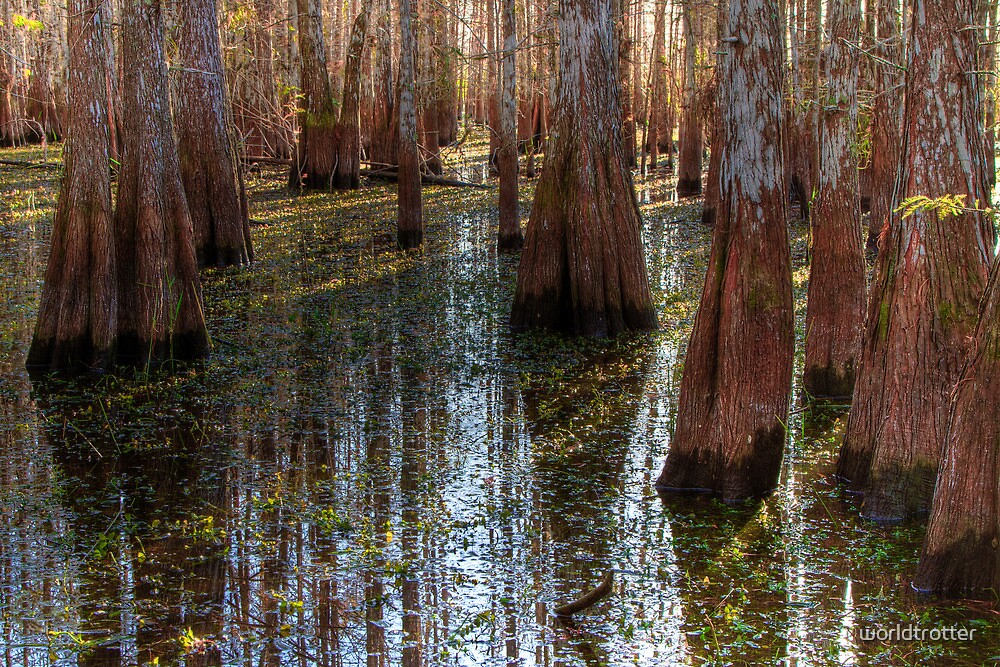 "Cypress Dome, Everglades National Park, Florida" by Tomas Abreu ...
