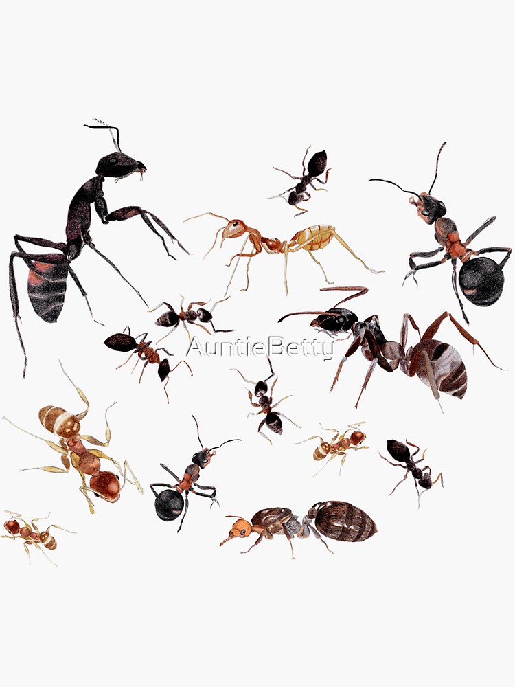 "A Medley of Ants" Sticker for Sale by AuntieBetty | Redbubble