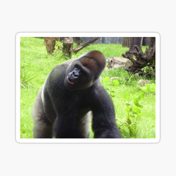 "Silverback Gorilla " Sticker for Sale by steveworthi | Redbubble