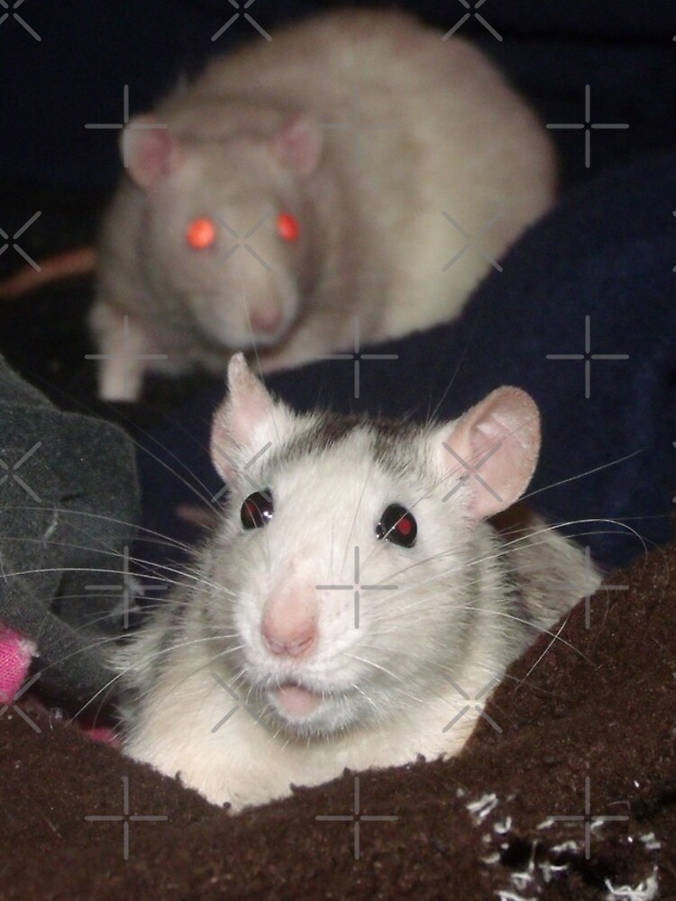 "Happy rat" iPhone Case for Sale by mindgoop | Redbubble