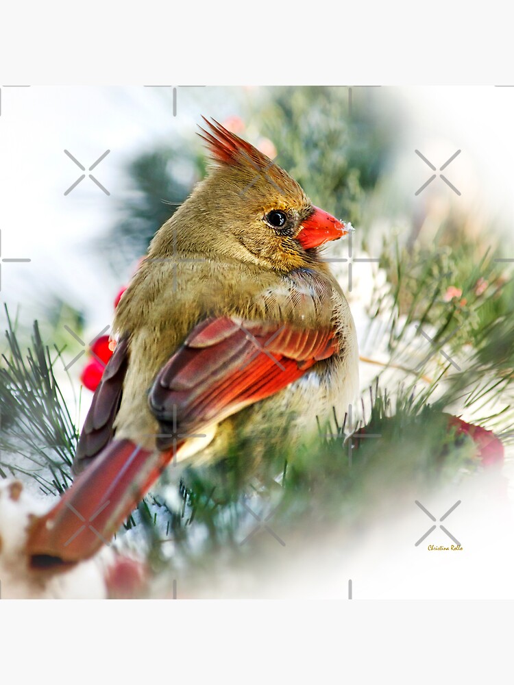"Northern Cardinal Square" Sticker by rollosphotos | Redbubble