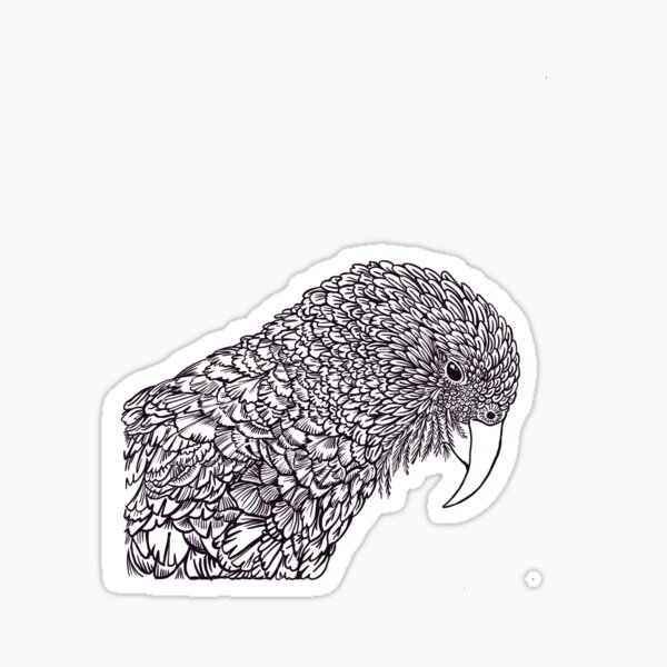 "The super brainy New Zealand Kea" Sticker for Sale by MRwonderfool ...