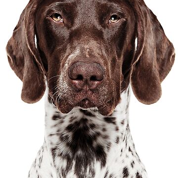 "German Shorthaired Pointer Love" Sticker for Sale by 2You | Redbubble