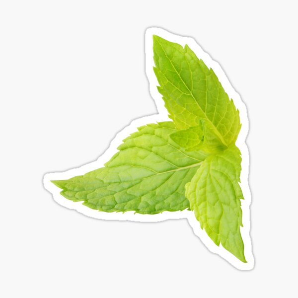 "Leaves of fresh mint" Sticker for Sale by 6hands | Redbubble