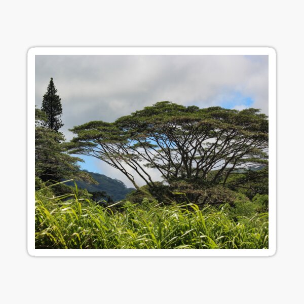 "koa tree" Sticker for Sale by mickiselvitella | Redbubble