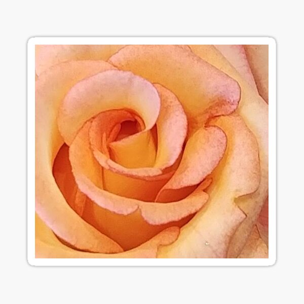 PAMELA HULL Shop | Redbubble