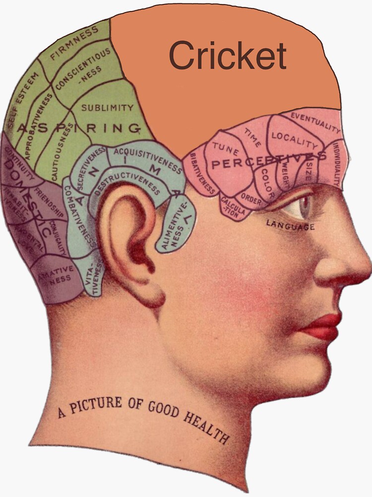 "Vintage brain diagram - Cricket" Sticker for Sale by qlobba | Redbubble