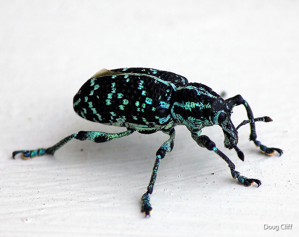 "Bug- Botany Bay Diamond Weevil " by Doug Cliff | Redbubble