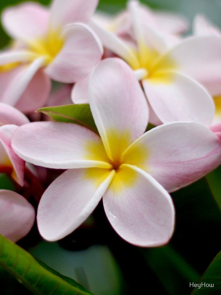 Funda de iPhone «Rosa, flor, Hawaii, plumeria, planta, naturaleza» de ...