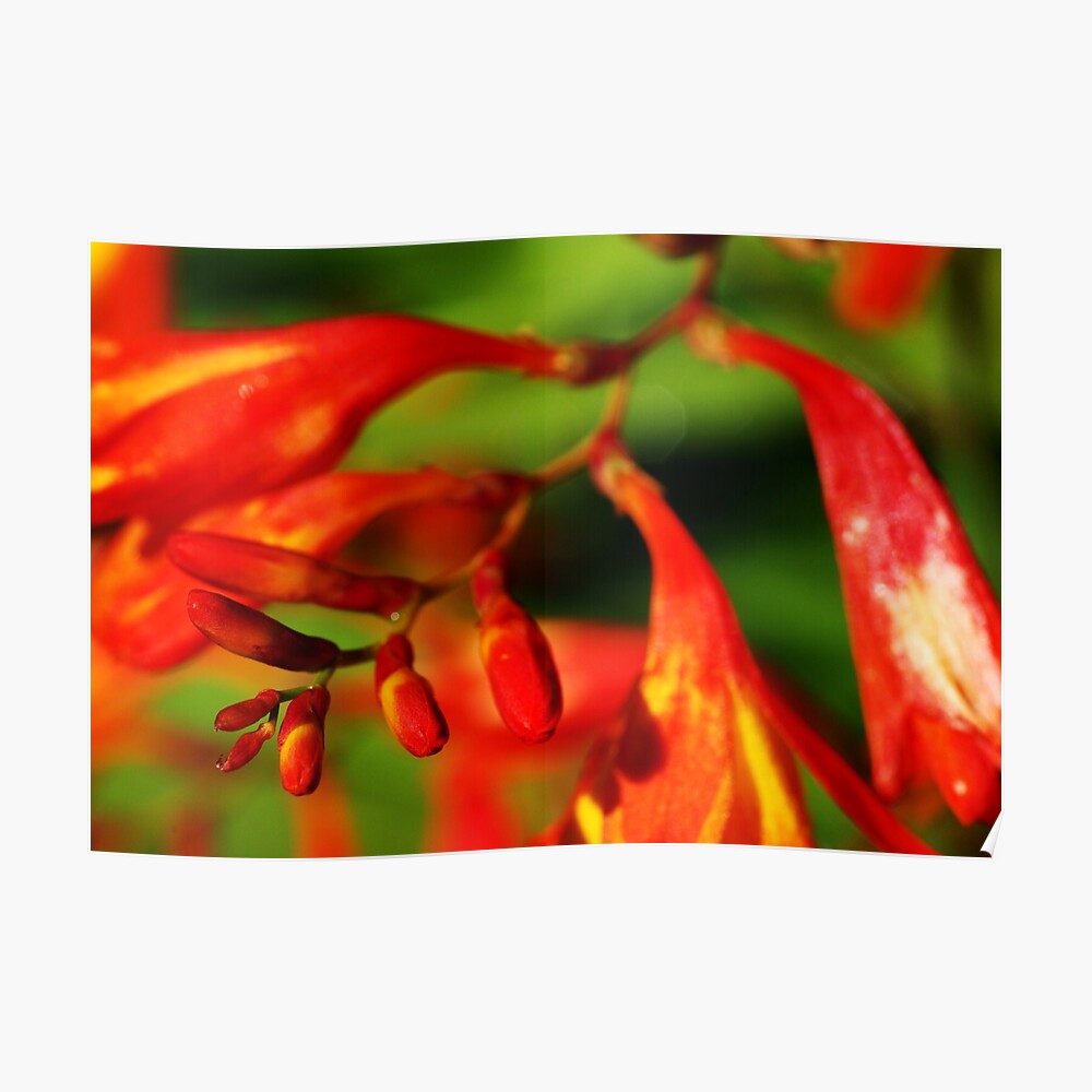 "Red Devil flower" Poster by gullwingphoto | Redbubble