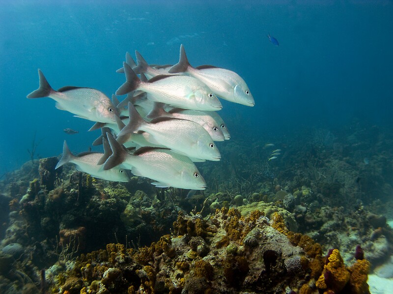 "Margate Fish, Nassau, Bahamas" by Shane Pinder | Redbubble