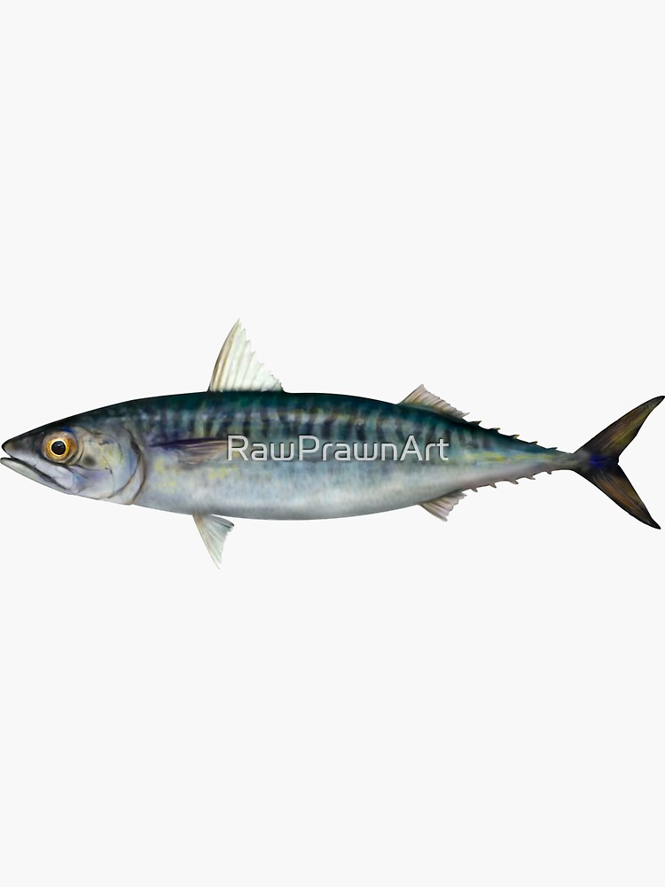 "Blue Mackerel - Scomber australasicus" Sticker for Sale by RawPrawnArt ...