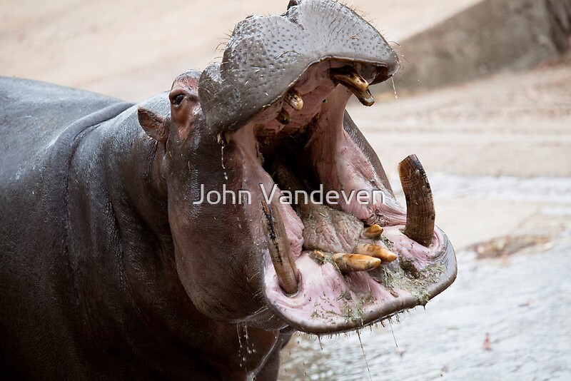 "Smiling Hippo" by John Vandeven | Redbubble