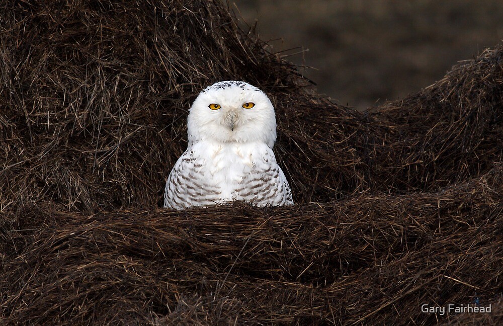 "My What A Big Nest You Have / Snowy Owl" by Gary Fairhead | Redbubble