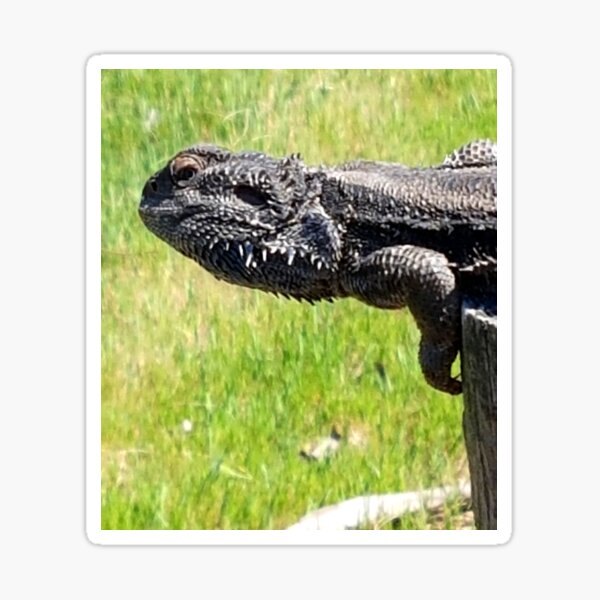 "Dragon head" Sticker by DebbieWay | Redbubble