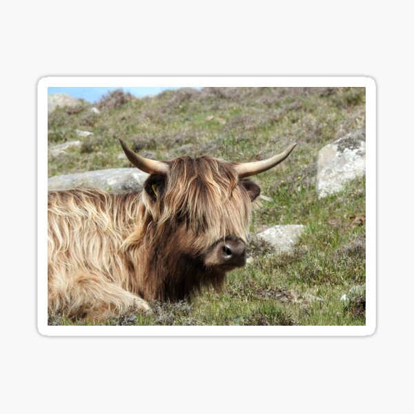 "The Highlander" Sticker by BlueMoonRose | Redbubble