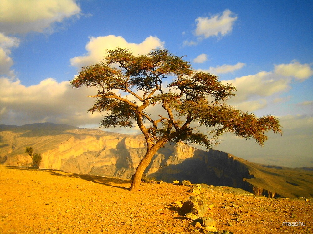 "Lote Tree of Wisdom - Oman" by maashu | Redbubble