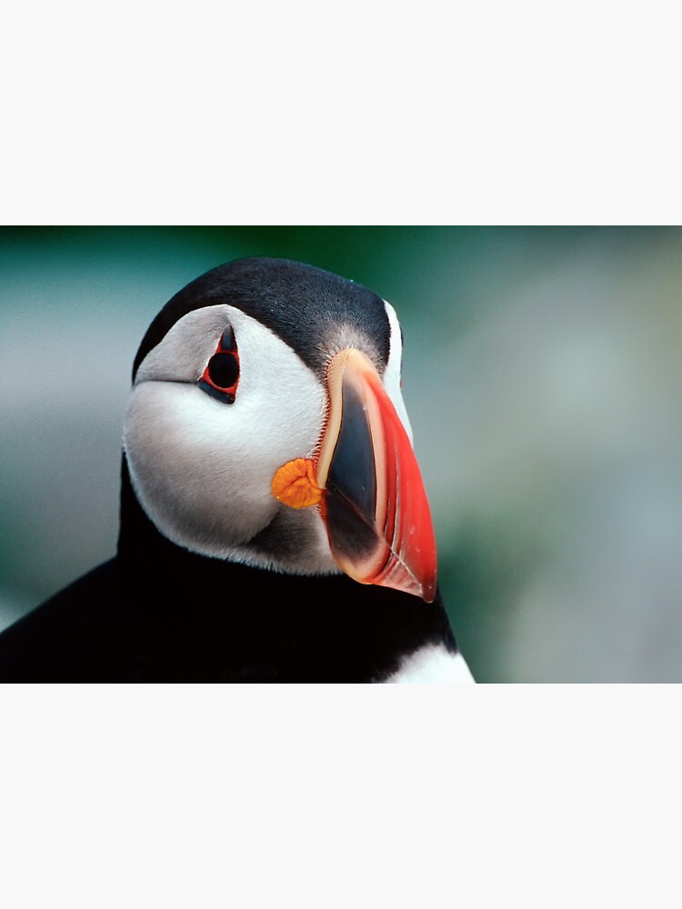 "Puffin Head Shot" Sticker by jforno | Redbubble