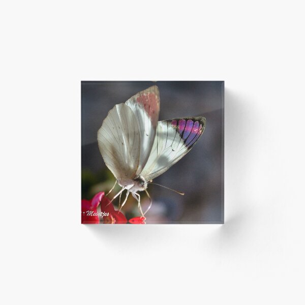 "BUTTERFLY SERIES - _Queen Purple Tip Colotis regina_" by Magriet ...