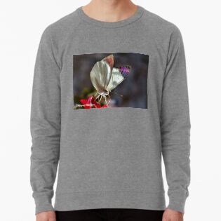 "BUTTERFLY SERIES - _Queen Purple Tip Colotis regina_" by Magriet ...