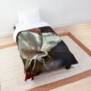 "BUTTERFLY SERIES - _Queen Purple Tip Colotis regina_" by Magriet ...