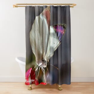 "BUTTERFLY SERIES - _Queen Purple Tip Colotis regina_" by Magriet ...