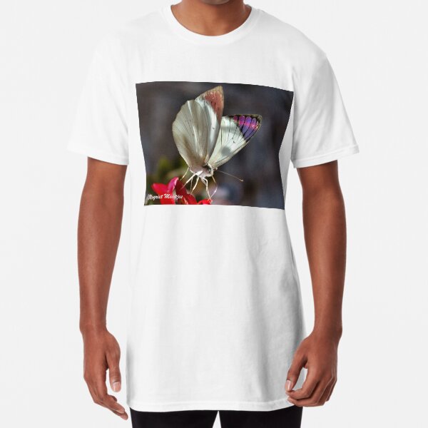 "BUTTERFLY SERIES - _Queen Purple Tip Colotis regina_" by Magriet ...