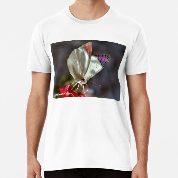 "BUTTERFLY SERIES - _Queen Purple Tip Colotis regina_" by Magriet ...