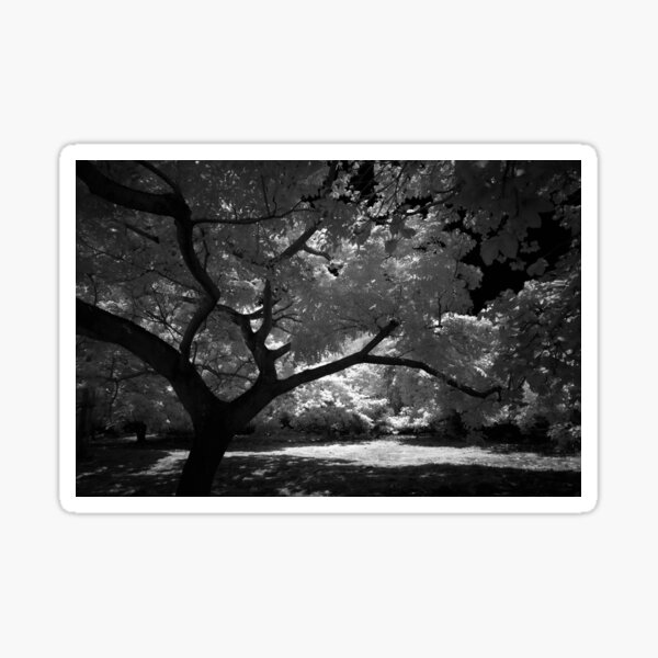 "Focal Point" Sticker for Sale by Bernai | Redbubble