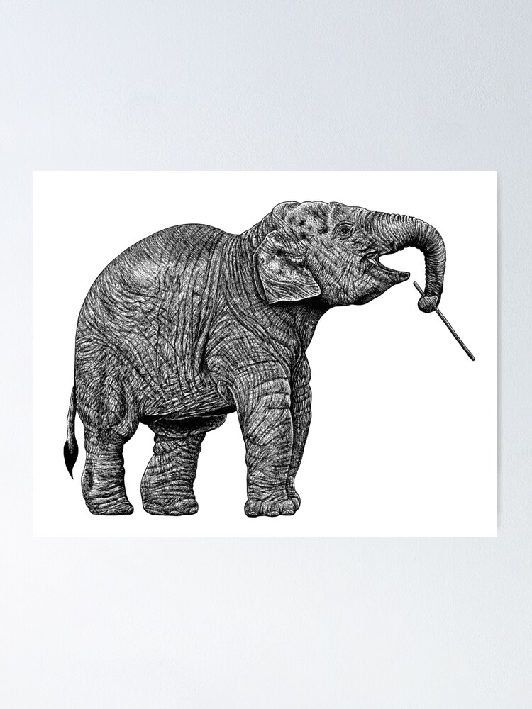 "Baby Asian elephant - ink illustration" Poster for Sale by ...