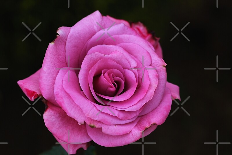 "Divine In Pink Rose" by Joy Watson | Redbubble