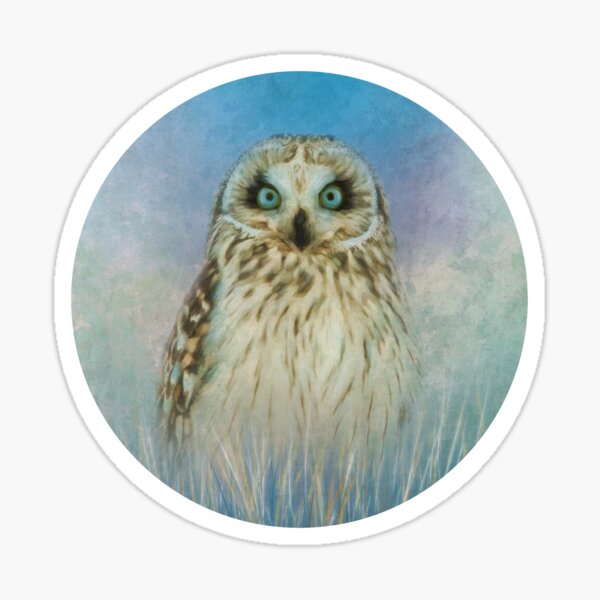 "Wise Owl Art" Sticker by Amanda-Lakey | Redbubble