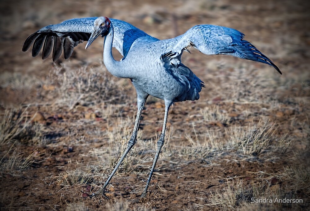 "Brolga Dance" by Sandra Anderson | Redbubble