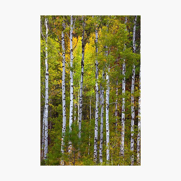 "Espe Baum Wandkunst, Espe Baum Dekor, Birke Baum Kunst, Espe Kunst ...