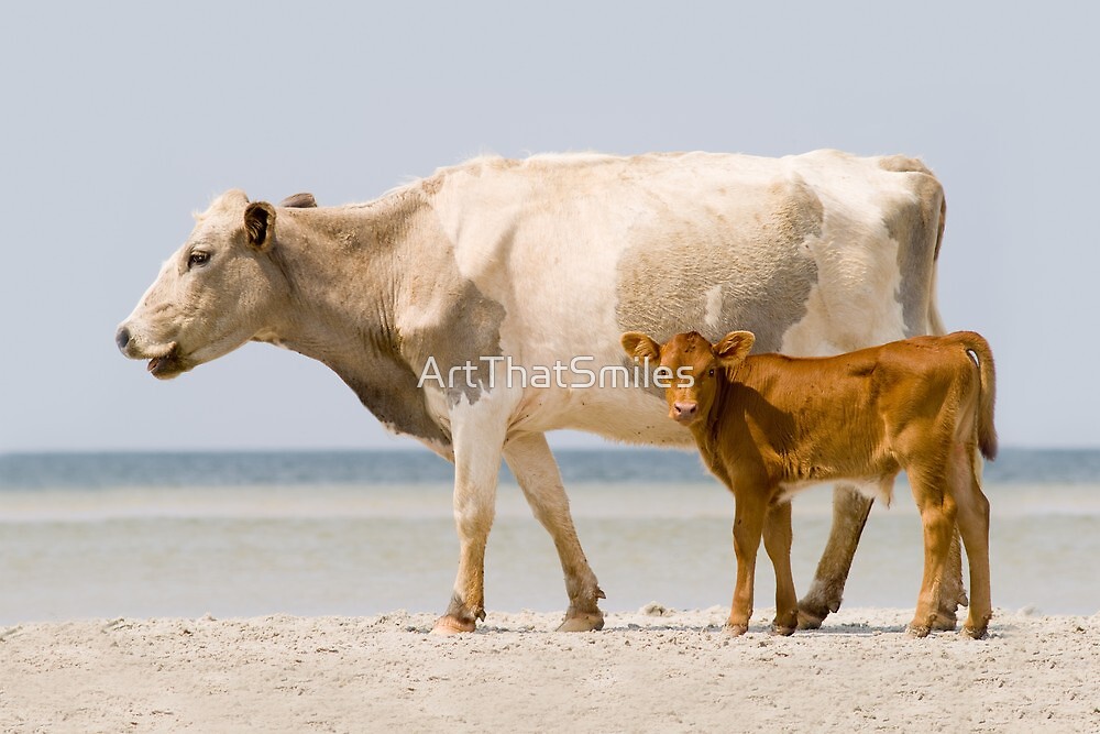 ""Sea Cows" - wild cows on Cedar Island, NC" by ArtThatSmiles | Redbubble